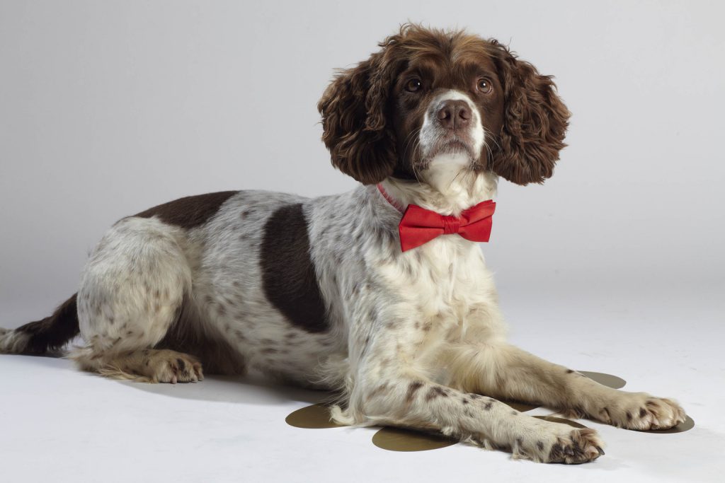 Top Dog Model: Neue TV-Show auf sixx