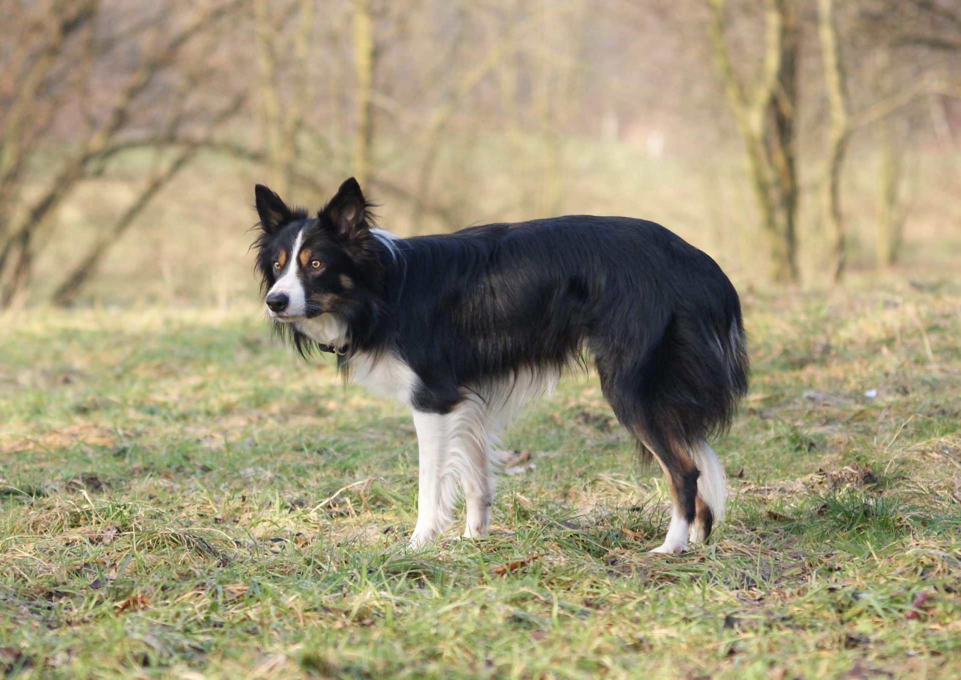 Border Collie Rasseportrait: Was du über diese Hunderasse wissen musst!