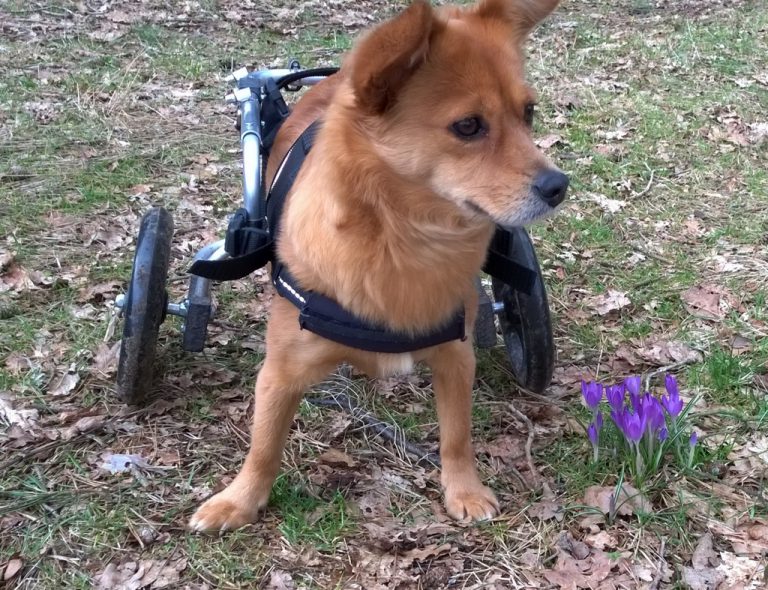 Leben mit Handicap-Hunden