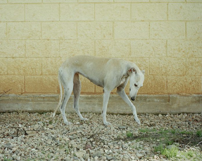 Fotobuch: Die Geschichte der spanischen Jagdhunde von Martin Usborne