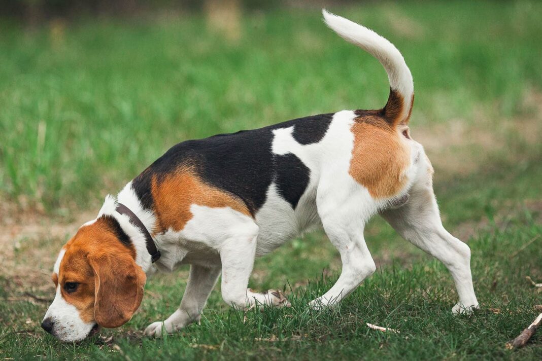 Beagle - toller Familien- & Jagdhund - Planet Hund