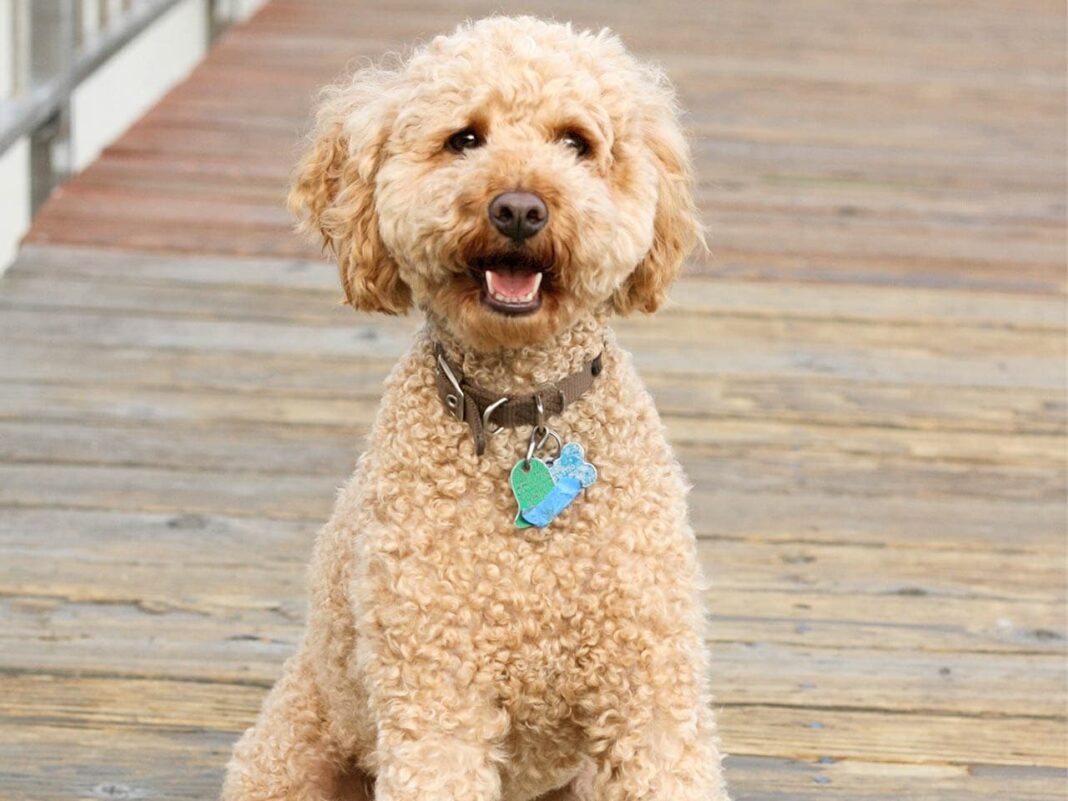 Labradoodle - treuer & lebhafter Familienhund - Planet Hund